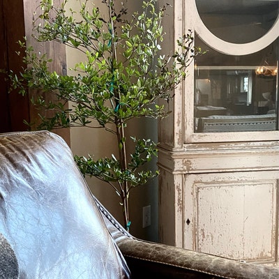 Spiny Black Olive bucida Molinetti 3 to 4 Feet Actual Photo EXPRESS ...