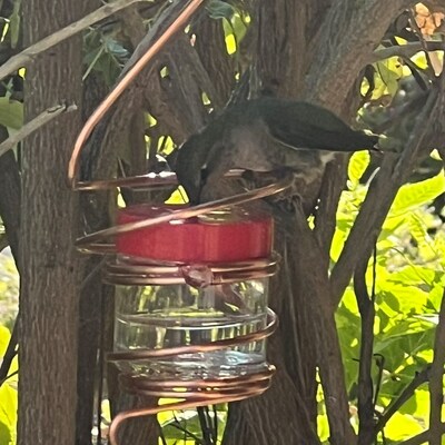 Copper Hummingbird Swing or Hummingbird Perch W/hook, Bird Perch, Red ...