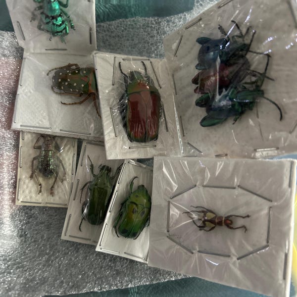 Rose Chafer. (cetonia Aurata) Beetle. Real Insect.taxidermy ...