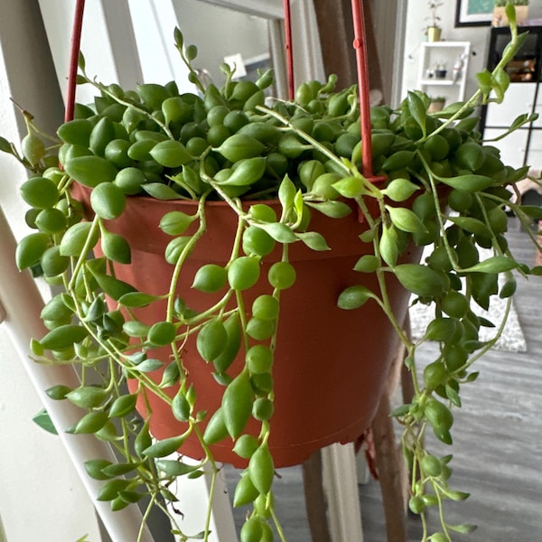 Hanging String of Pearls Succulent Plant - Etsy