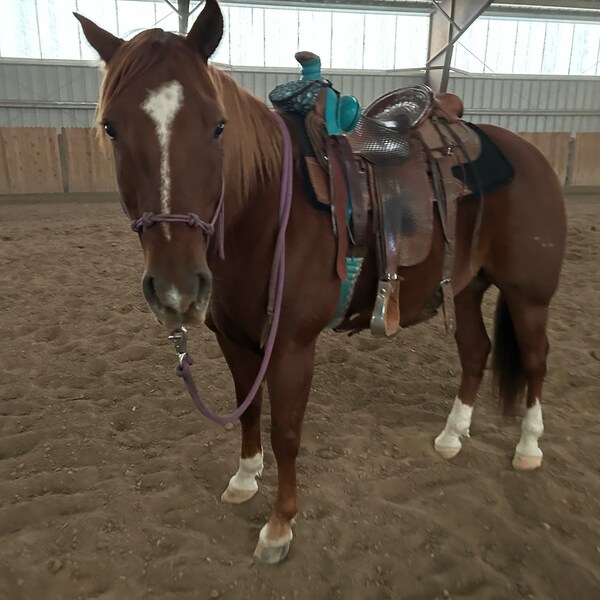 30” Mohair 2 Color Straight Cinch - Etsy