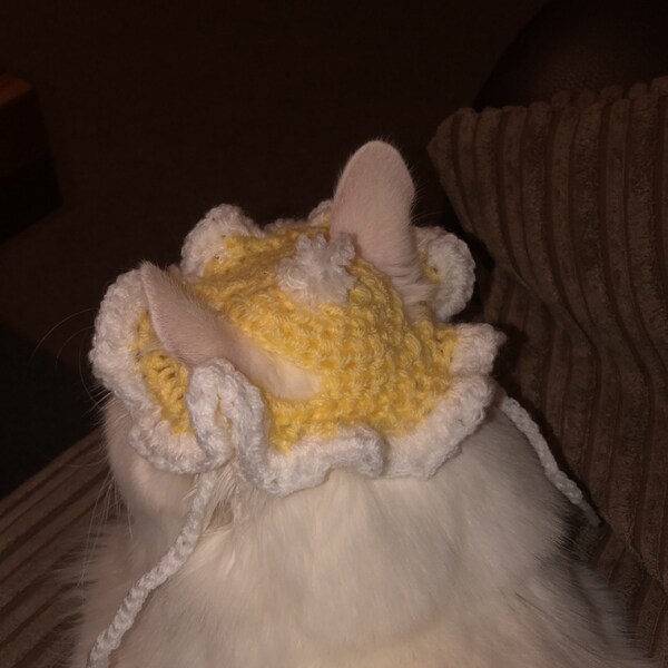 Crochet Flower Daisy Cat/ Dog Hat Pattern - Etsy