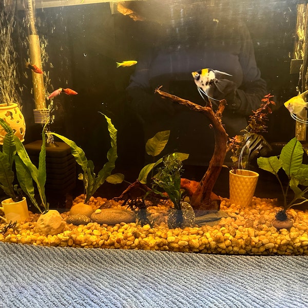 3.5 4 Mini Cuttlebone Cuttlefish Bone Cuttle Fish Bird Reptile Food ...