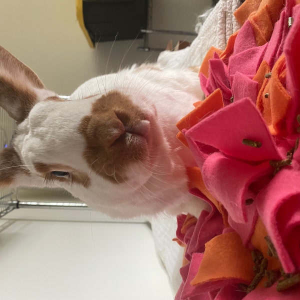 Nose-n-nibble Premium Snuffle Mat: Food Foraging Fun for Dogs, Cats ...