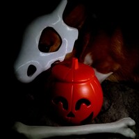 Cubone Dog Mask / Dinosaur Mask / Dog Costume / Funny Dog Gift / 3D ...