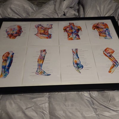 40 Musculoskeletal Anatomy Posters, Human Body Anatomy Watercolor Art ...