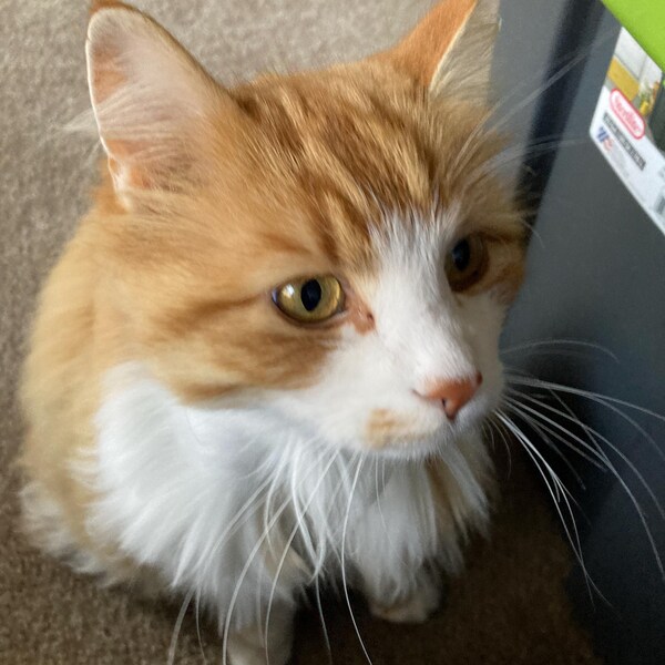 Eclipse Shirts 2024 Twice in A Lifetime Solar Eclipse Tshirts April 8th ...