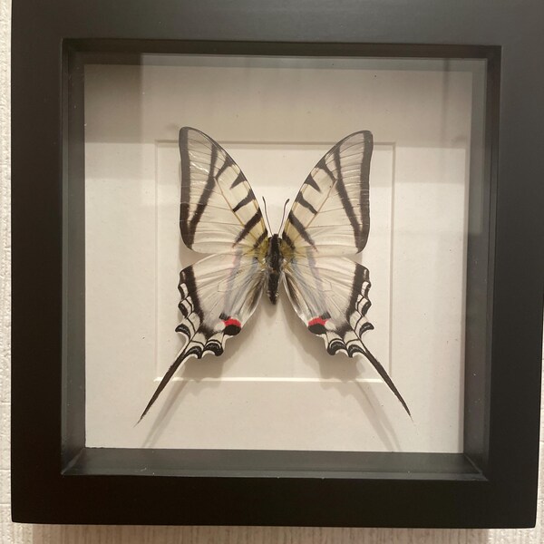 Real Framed Ghost Cicada Ayutha Spectabilis Shadow Box Frame Insect ...