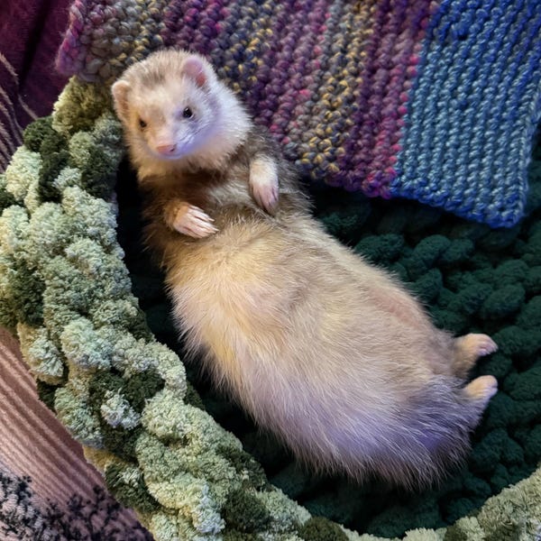 Hand Knitted Chunky Yarn Pet Blanket Bed: Ferrets, Small Animals - Etsy