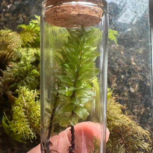 Badge Moss Plagiomnium Insigne Terrarium Glass Jar Vial Mini Forest ...