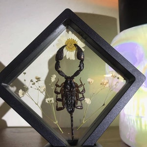 Assorted Bugs Insects Specimen Wholesale Mix Lot Bulk - Etsy