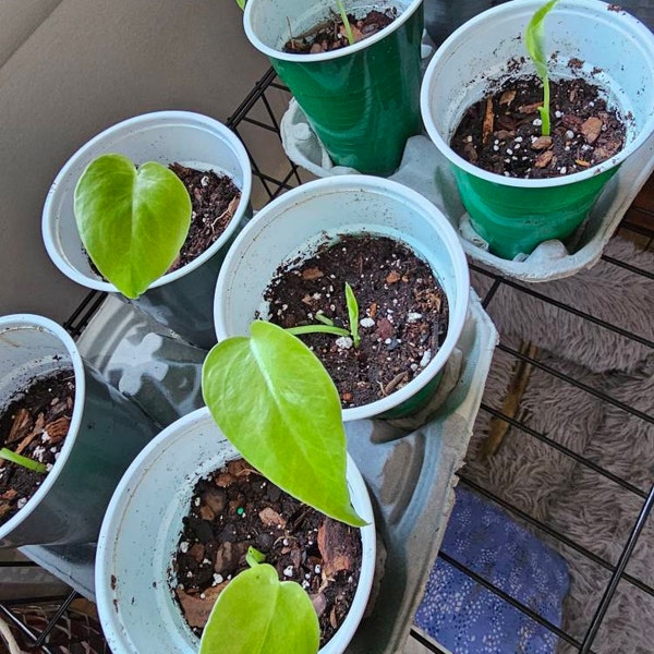 Mican Philodendron | Velvet Leaf Philo | Indoor & Outdoor Live Tropical ...