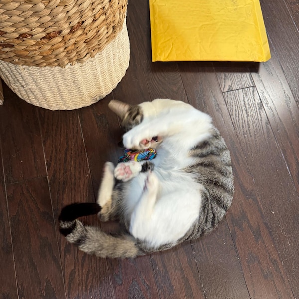 Cat Scent Enrichment Kit | 13 Herbs | Improve Wellbeing | Cat Toy | Cat ...