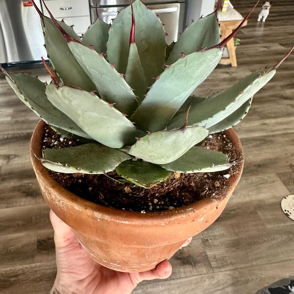 Dwarf Agave Isthmensis 'ohi Raijin Shiro Nakafu ' - Imported Agave ...
