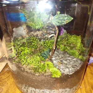 Spoon Leaved Moss Bryoandersonia Illecebra Live Terrarium Moss - Etsy