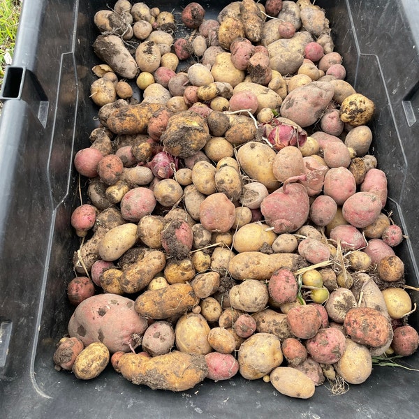 RODERIQUE FRENCH SHALLOT Sets - Non-gmo Bulbs, Garden Seed Shallots ...