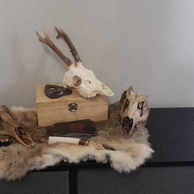 Fallow Deer Skull From Central Europe Fallow Deer dama Dama Unique ...