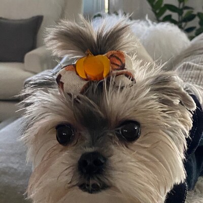 Dog Bows Small Dog Hair Bow Bows for Maltese/yorkies /shih - Etsy
