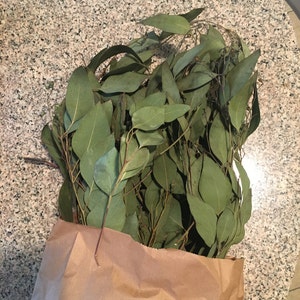 Natal Plum, Large Num Num Plant Cutting Organic Fruit Carissa ...