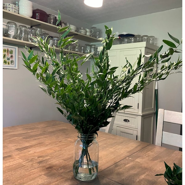 Fresh Italian Ruscus Bundle, Ruscus ACULEATUS , California Flower ...