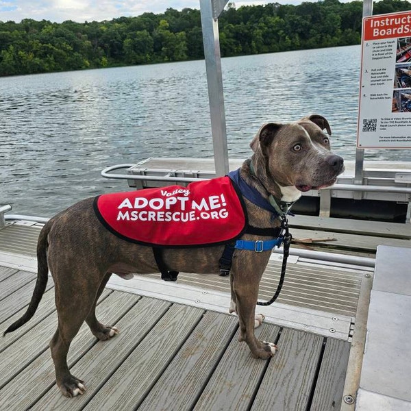 5-pack ADOPT ME Bandana Scarf for Rescue Dogs - Etsy
