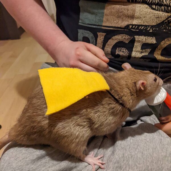 Rat Fall Breaker - Etsy