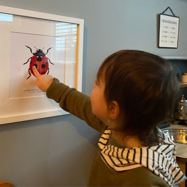 Seven-spotted Ladybug, Ladybird, Lady Beetle Print | Living Room Dining ...