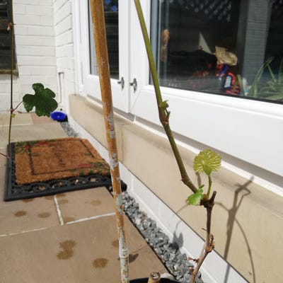 Organic Emperor Lychee Live Plant Litchi Chinensis 1 Live Plant Hybrid ...