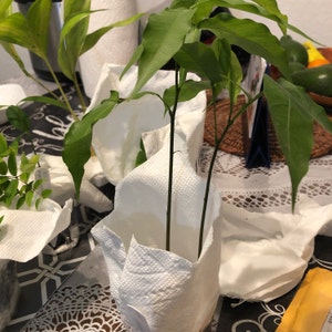 Spanish Lime Genip Guinep Ginepa Limoncillo Mamoncillo Fruit Seedling ...