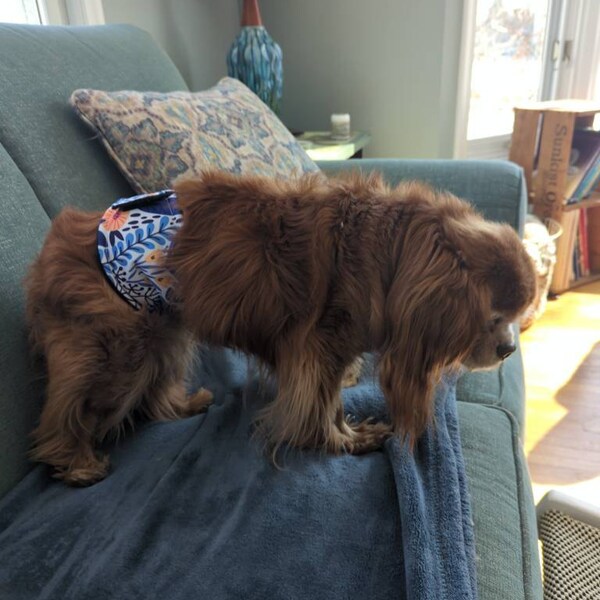 Dog Diaper Belly Band, Paws Fabric, Choose Tapered or Straight, With or ...
