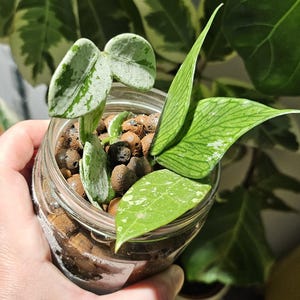 RARE Hoya Mathilde Silver Fresh Cutting Plant Houseplant - Etsy UK