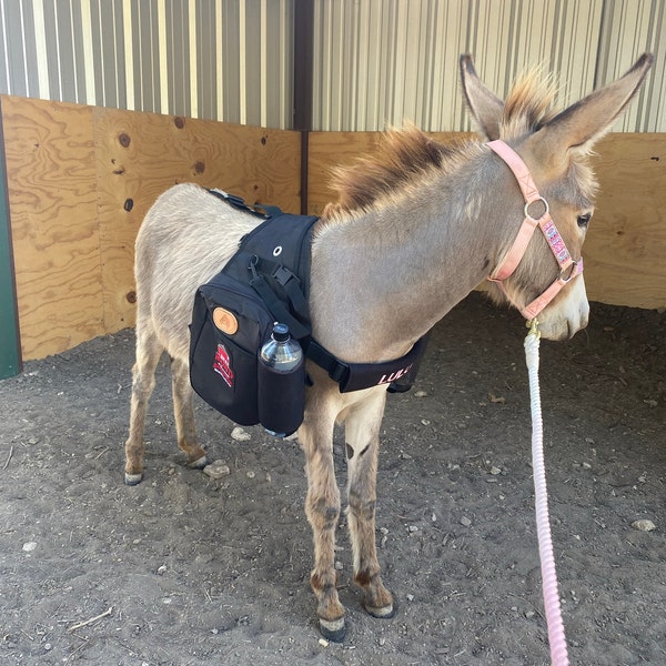 Miniature Horse and Donkey Backpacks - Custom Patches and Accessories ...