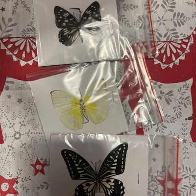 5-100PCS Real Butterfly Specimen Taxidermy Insect Butterflies Decor ...