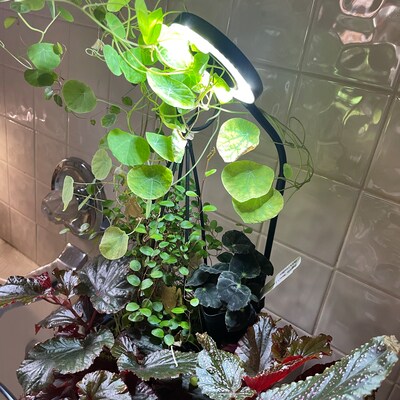 NCYP Handmade Rustic Natural Sanderwood Rope Driftwood Celing - Etsy