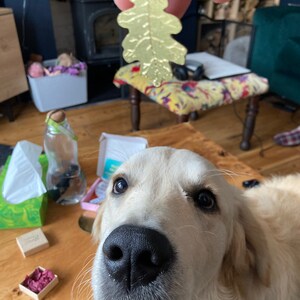 Personalised Oak Leaf Dog ID Name Tag in Brass - Etsy