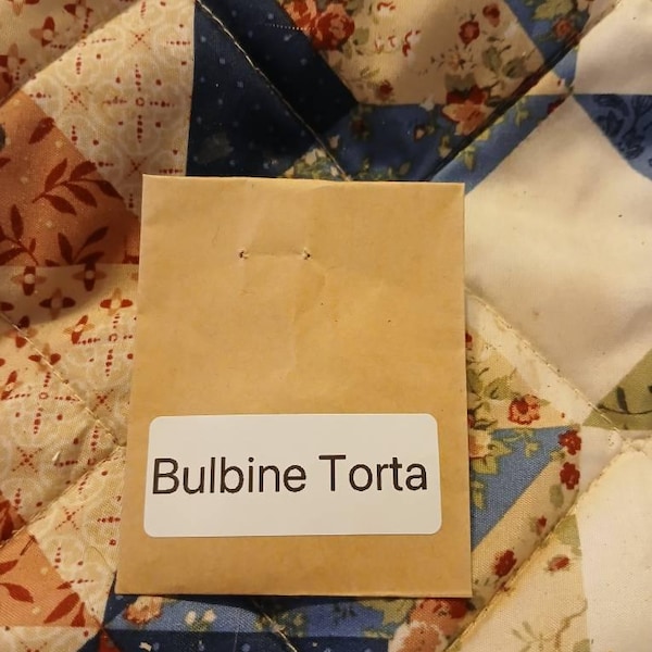 Bulbine Torta, Super Rare Succulent！ - Etsy