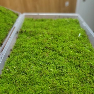 Live Clean and High Quality Planted Sheet Moss & Cushion Moss - Etsy