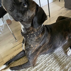 Dog Bite Collar Fashion Bully Dog Supplies Pitbull Bulldog PU Collar ...