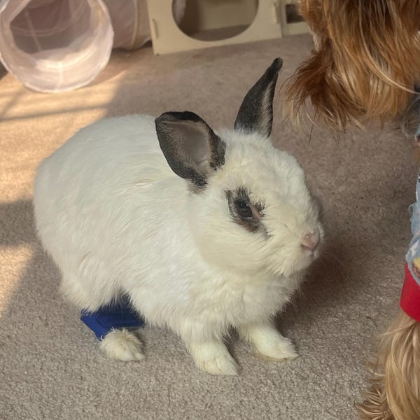 Size: Jumbo Rabbit Hock Socks (2-way Straps) - Etsy