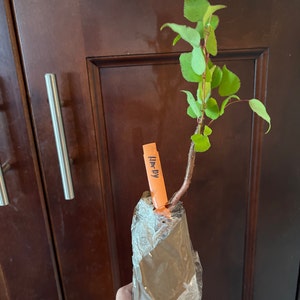 1 Early Crop Ever Bearing Mammoth Red Raspberry.live Rooted.zone 3-8 ...