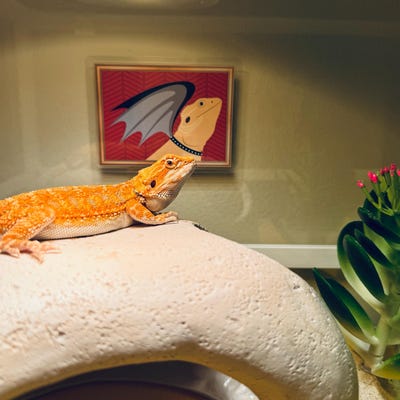 Bearded Dragon Eating Ice Cream Cone Tank Decor Reptile Art Lizard ...