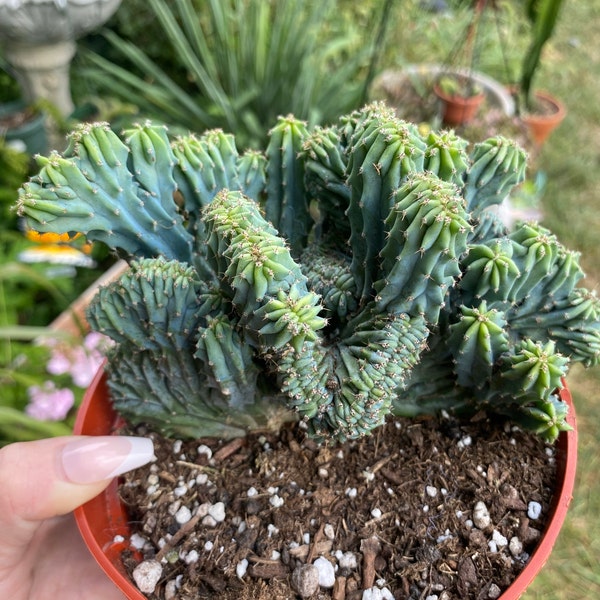 Blue Candle Crested Cactus, Blue Myrtle Crested Cactus, Myrtillocactus ...