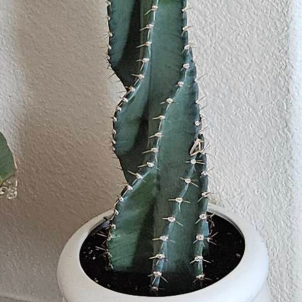 Cereus Peruvianus Spiralis Cactus Cuttings Free Shipping Tornado Cactus SPECIAL - Etsy
