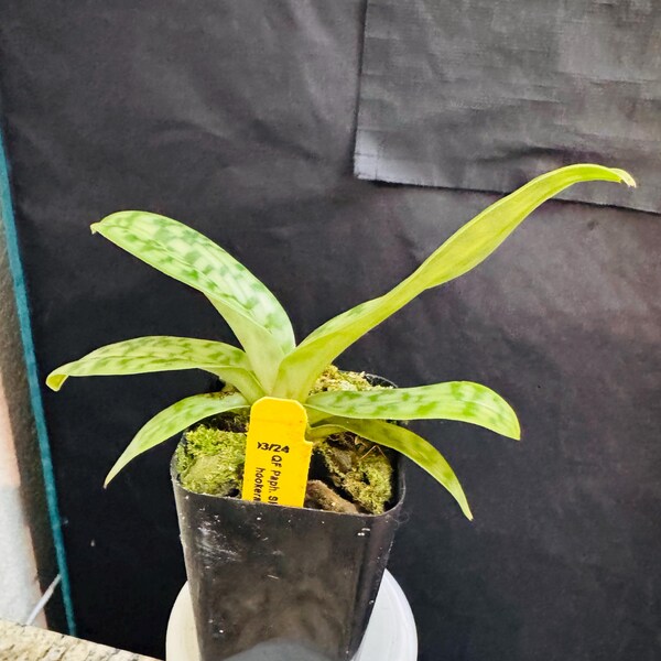 Rlc. Sung Ya Green 'mailman' 2.5 Pot - Etsy