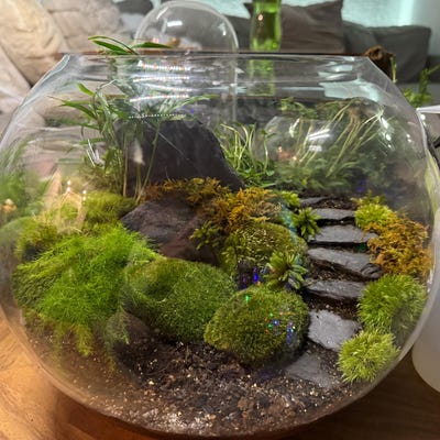 Princess Pine Tree Clubmoss Plants for Fairy Garden, Terrarium, Garden ...