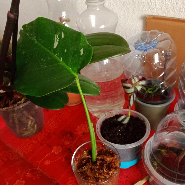 Japanese Rice Fish Eggs - Medaka Miyuki Blue - Etsy