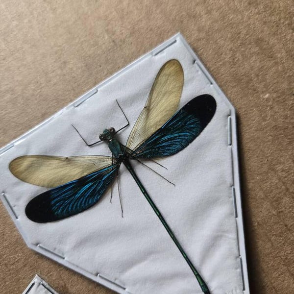 Real Green Metalwing Damselfly, Real Dragonfly, Neurobasis Chinensis - Etsy