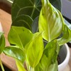 Scindapsus Lucens/anadendrum Affine/shingling Vine/pothos/philodendron ...