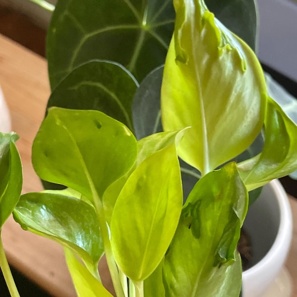 Scindapsus Lucens/anadendrum Affine/shingling Vine/pothos/philodendron ...