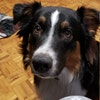 Patch Collar, Hook and Loop, Tactical Collar, Search and Rescue, Do Not ...